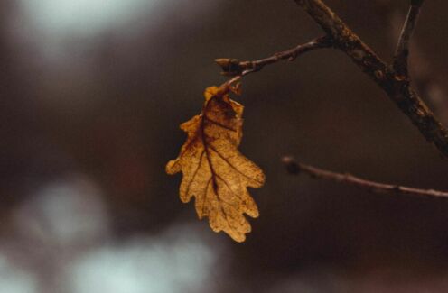 Leaf Release | Blog | Bon Secours Retreat & Conference Center